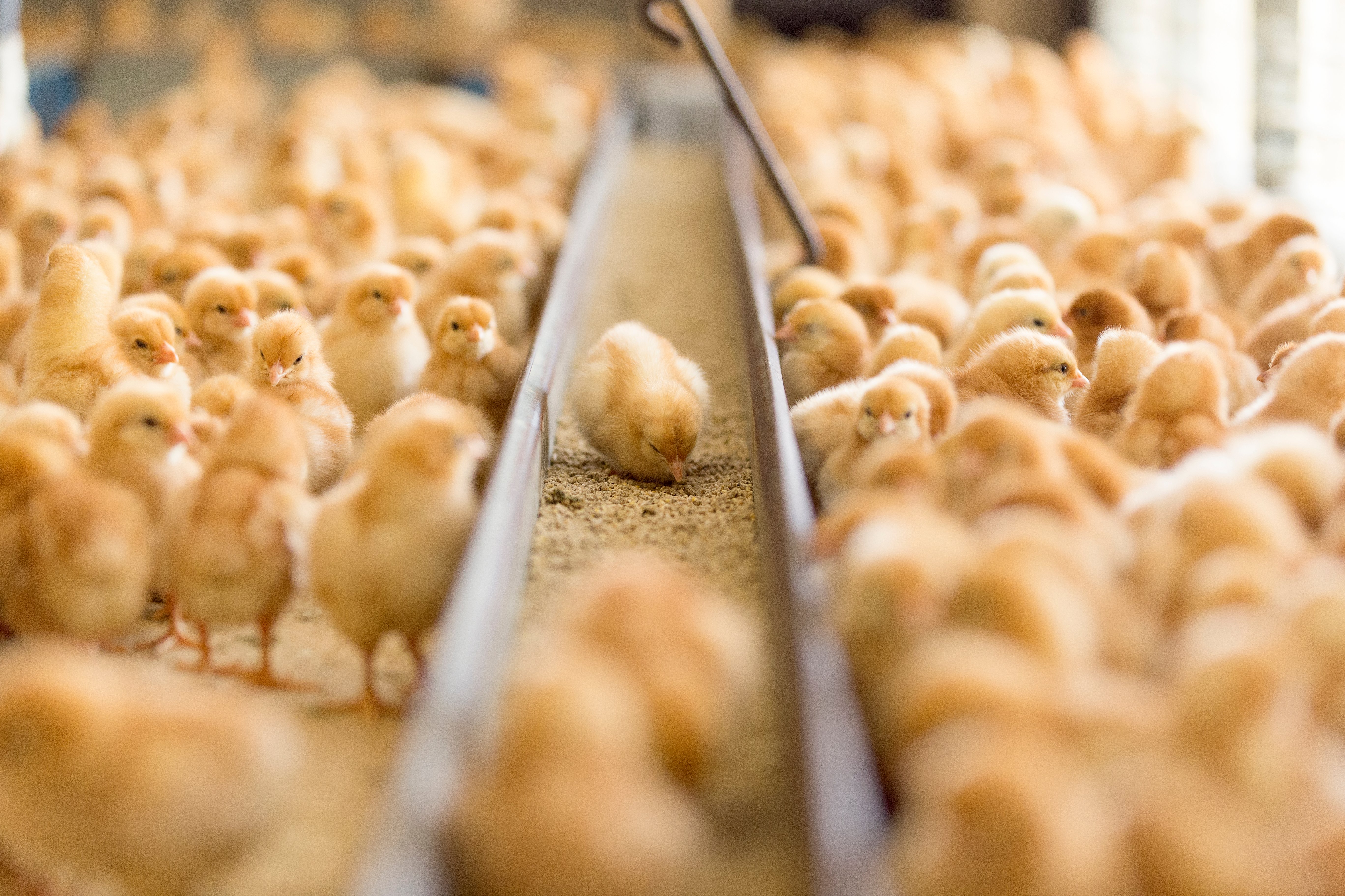 Feed structure for chickens: Why does it matter?